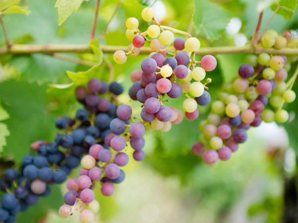 Le cycle de vie de la vigne