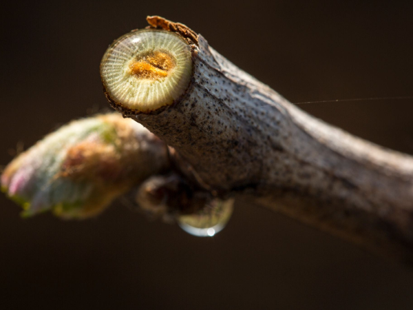 Le cycle de vie de la vigne